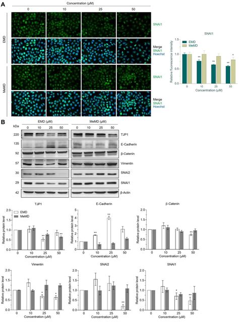 Analysis Of Proteinprotein Interactions Identifies Nectin2 As A Target