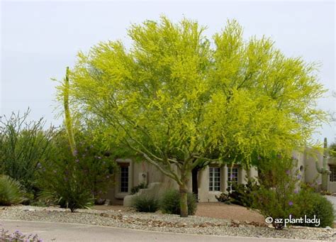 Learn About The Deserts Iconic Tree The Palo Verde