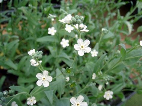 Omphalodes Linifolia Seed