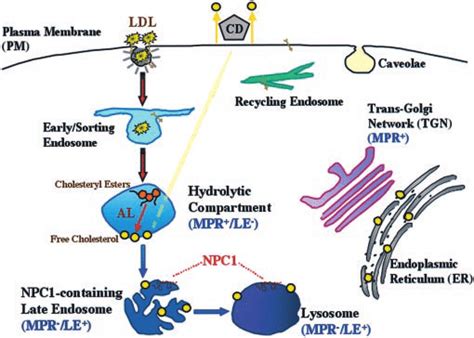 Model Describing The Early Trafficking Events Of Ldlderived Cholesterol