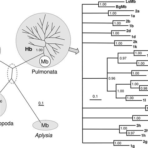 Molecular Phylogeny Of Hemoglobin Domains Hb And Myoglobins Mb From Download Scientific