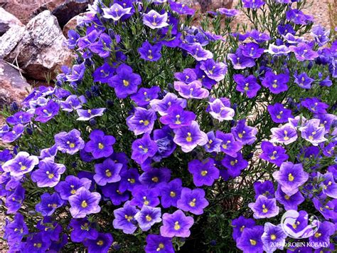 Plant Of The Month May 2013 The Power Of Plants