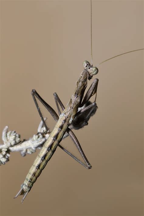 Newly Discovered Mantis Species Dances Like A Snake To Avoid Death