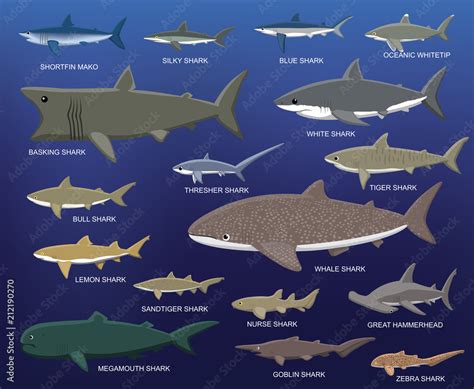 Poster Big Shark Size Comparison Cartoon Vector Illustration Wall Art