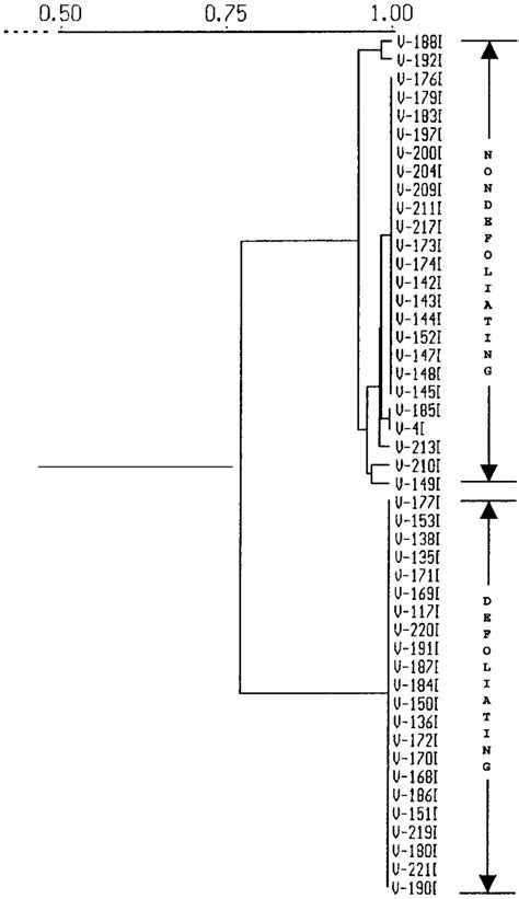 dendrogram derived from cluster analysis upgma of rapd data of d and