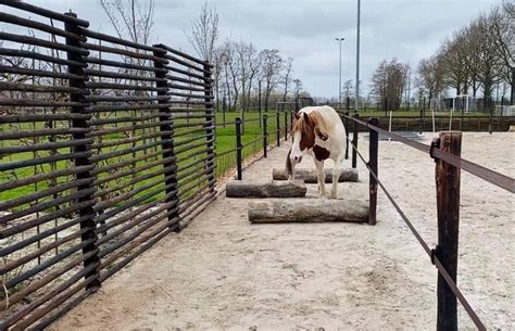 Buitenkijken Bij Ukie S Paddock Paradise Artofit
