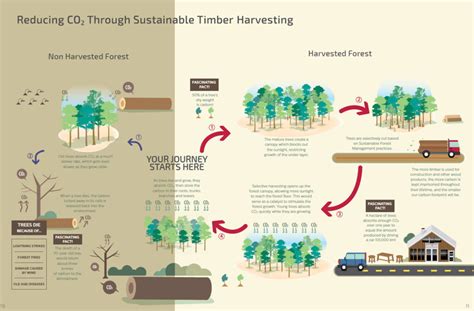 Why Timber Material For Decorative Creatimber Global