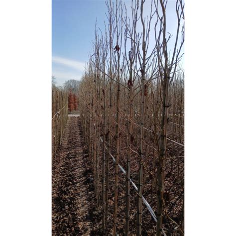 Zuilbeuk Fagus Sylvatica