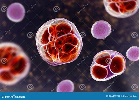 Prototheca Wickerhamii Algae 3d Illustration Causes Infection In