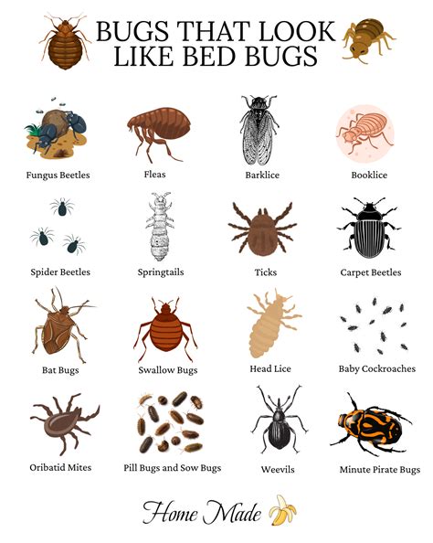 Different Types Bed Bugs