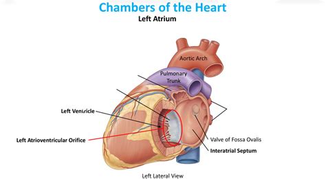 Left Atrium Diagram Quizlet