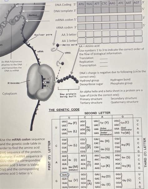 Solved The Genetic Code Use The Mrna Codon Sequence And The