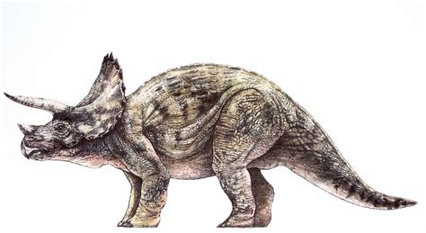 Jurassic Park Triceratops Drawing