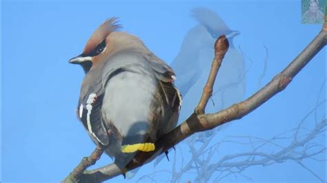 JemioŁuszka Czi Youtube