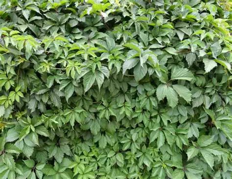 Parthenocissus Quinquefolia Virginia Creeper