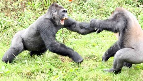 Silverback Gorillas Fighting