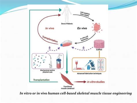 Bioengineering Human Skeletal Muscle Pptx