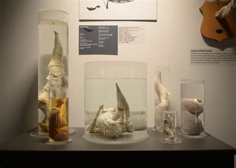 The Phallological Museum In Reykjavik Nordical Iceland