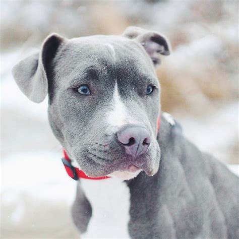 Grey Pitbull Puppies With Blue Eyes