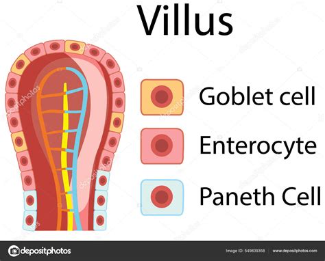 Goblet Cell Diagram