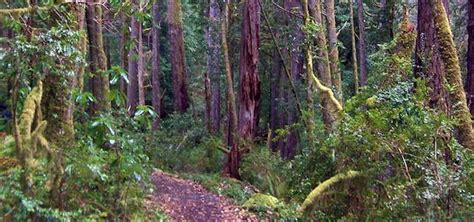 Frances Schrader Old Growth Trail Gold Beach Roadtrippers