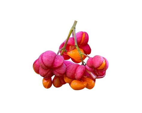 Premium Photo Euonymus Europaeus The Spindle European Spindle Or