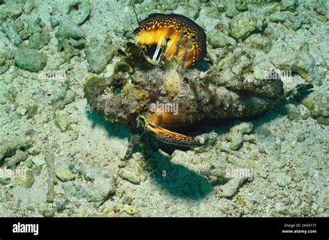 Inimicus Filamentosus Filament Finned Stinger Devil Scorpionfish