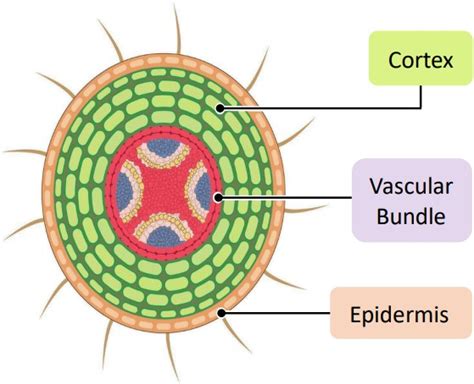 Plant Root Epidermis