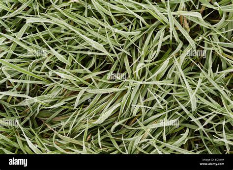 Frozen Frosty Grass Bedstraw Goose Grass Stinging Nettles Coated With