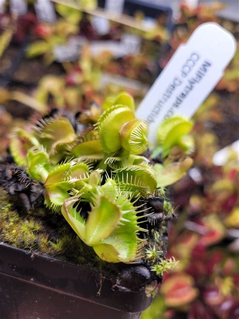 Alien Venus Flytrap Dionaea Pictures Mi Flytraps