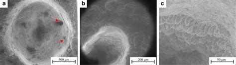 A Sem Micrograph Of Ablation Feature In Bovine Cortical Bone Created Download Scientific