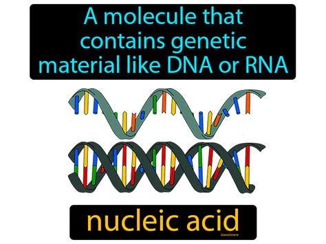 Nucleic Acid Definition And Image Flippy