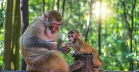 1 structure function and information processing unit us