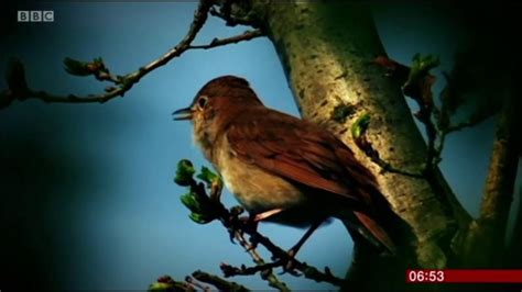 Carina Lyall On Linkedin Sam Lee Singing With Nightingales Bbc