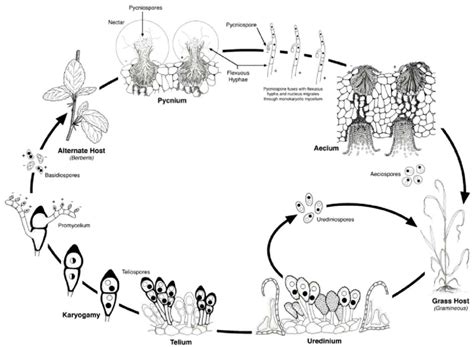 Life Cycle Of A Heteroecious Macrocyclic Cereal Rust The Alternate