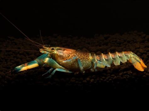 Buy Crayfish Blue Florida Crayfish And Cherax Species Rendo Shrim