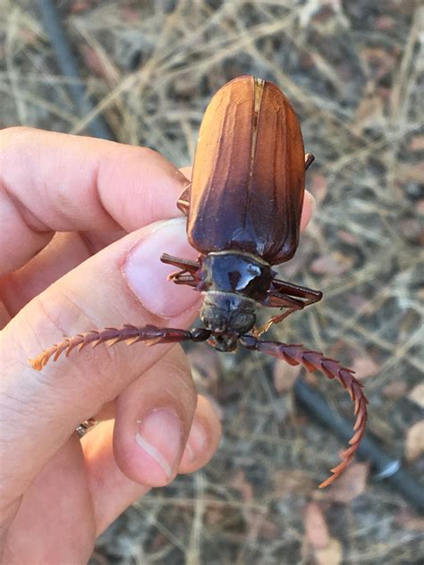 California Prionus Beetles Of Sequoia National Park · Inaturalist