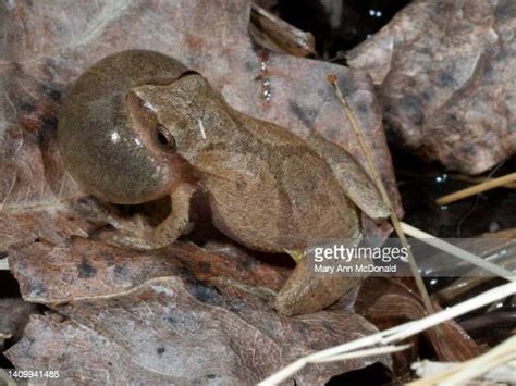 Spring Peeper Photos And Premium High Res Pictures Getty Images