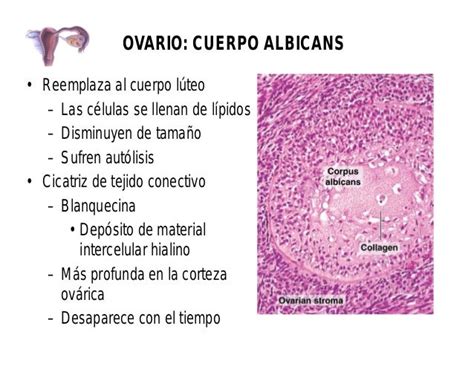 Histología De Aparato Reproductor Femenino