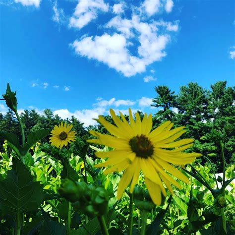 Functional Foot And Ankle Linkedin