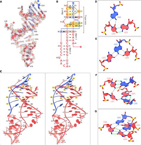Figure 1 From Crystal Structure Of The Minimal Cas9 From Campylobacter