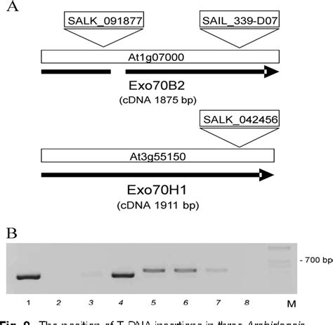 Figure 2 From The Role For The Exocyst Complex Subunits Exo70b2 And