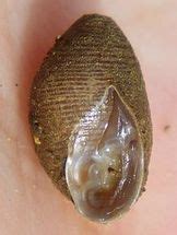History Of The Mud Snail New Zealand Mud Snail