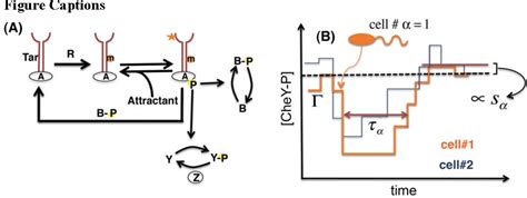 Figure 1 From Cell Responses Only Partially Shape Cell To Cell