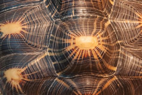 Premium Photo Turtle Shell As A Texture