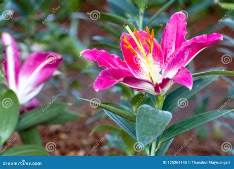 Closeup Beautiful Pink Tiger Lilly Flower Stock Image Image Of Season