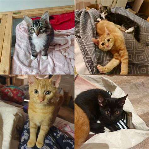 Marie Einstein And Feynman Katzenschutz Bonn Rhein Sieg Ev