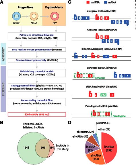 Erythrocyte Maturation Semantic Scholar