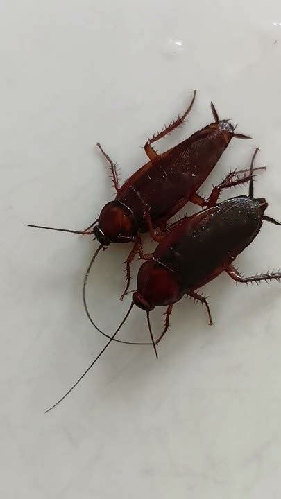Couple Cockroach Youtube