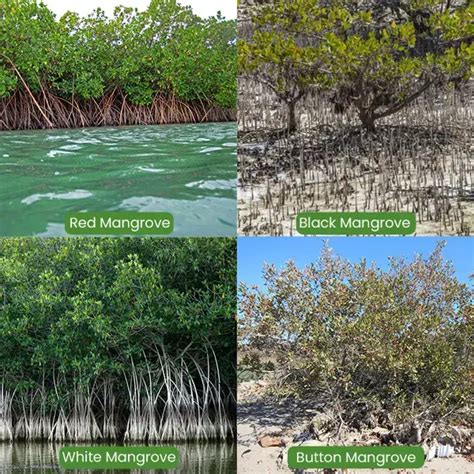 Mangrove Diversity And Ecosystem Importance Rhizophoraceae Insights